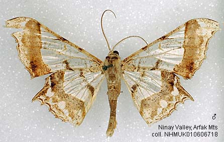 Papua Insects Foundation (Lepidoptera/Geometridae(Ennominae)/Krananda ...